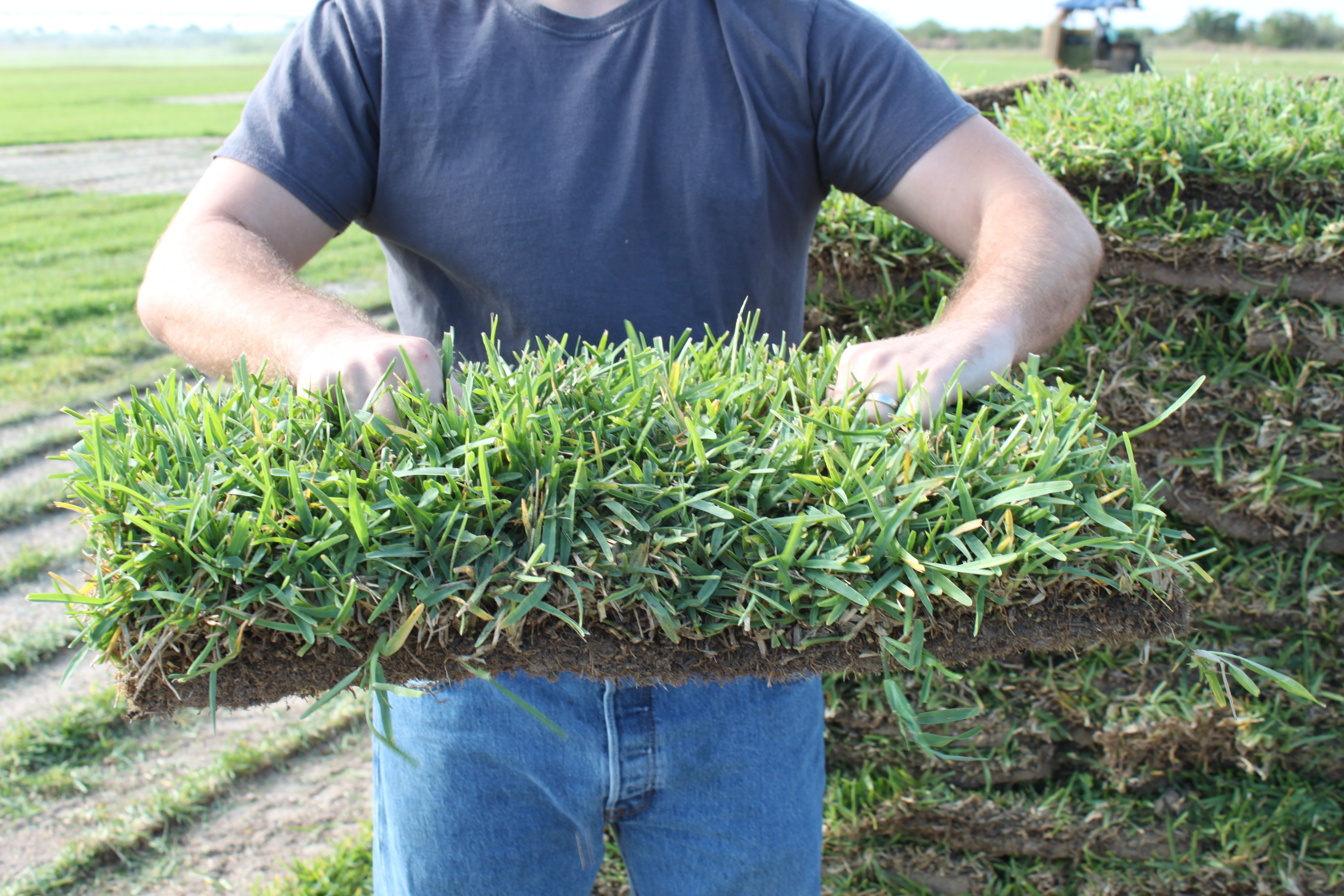 Seville St. Augustine - Big Jim's Sod