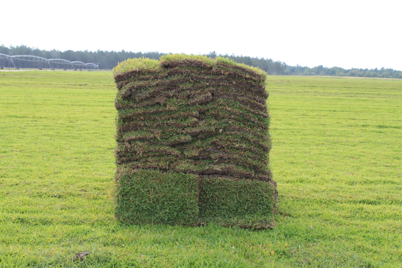 Seville St. Augustine - Big Jim's Sod