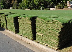 Sod Lakeland FL - Big Jim's Sod